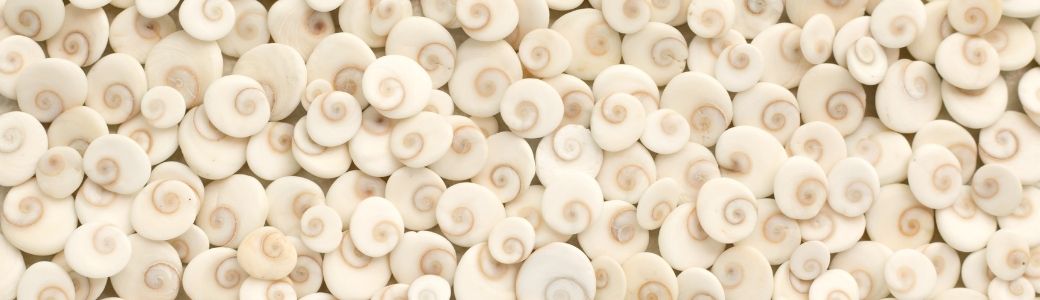 Shiva Shell– The7directions